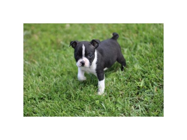 Boston Terrier Puppy Red Merle ID:1314 Located at Petland Eastgate, Ohio